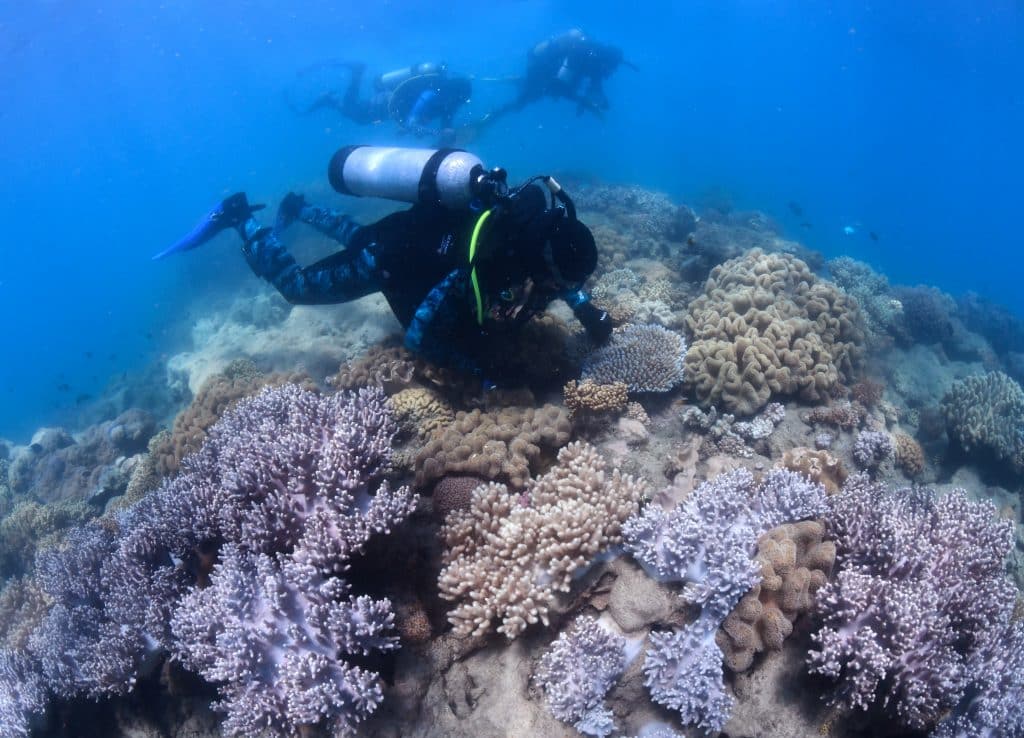 How Coral IVF is helping the Great Barrier Reef — Where Wild Things Roam